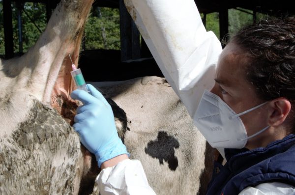 Paratuberculosis bovina: un posible nuevo objetivo de mejora genética ...