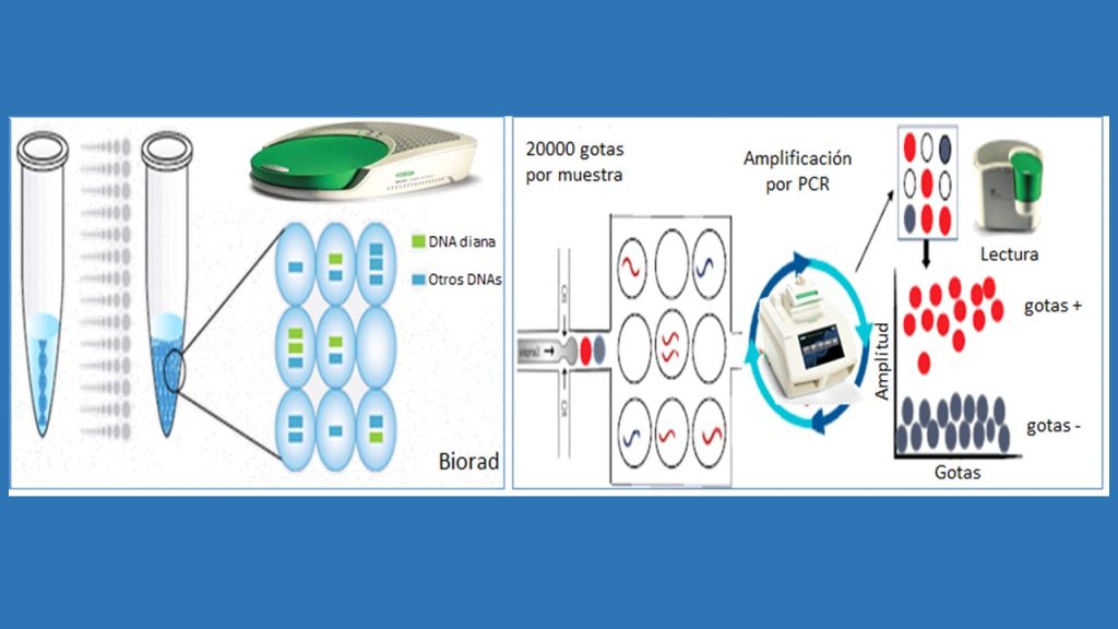 PCR digital para el diagnóstico de la paratuberculosis bovina – Blog ...